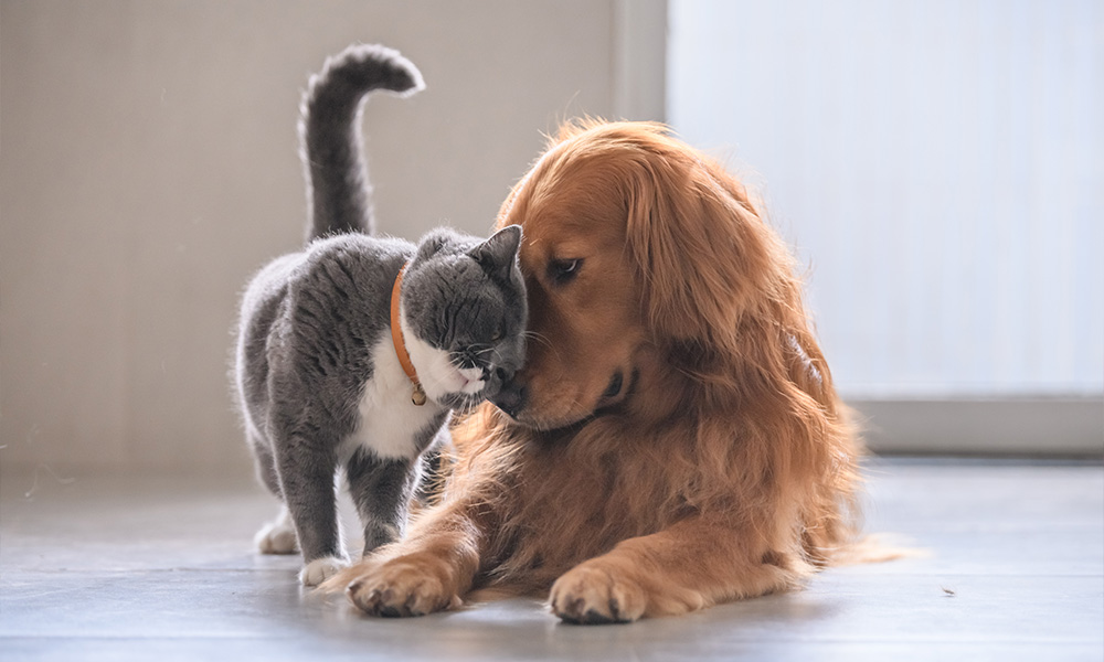 Changes to the Family Law Act: What pet owners need to know - Turnbull ...